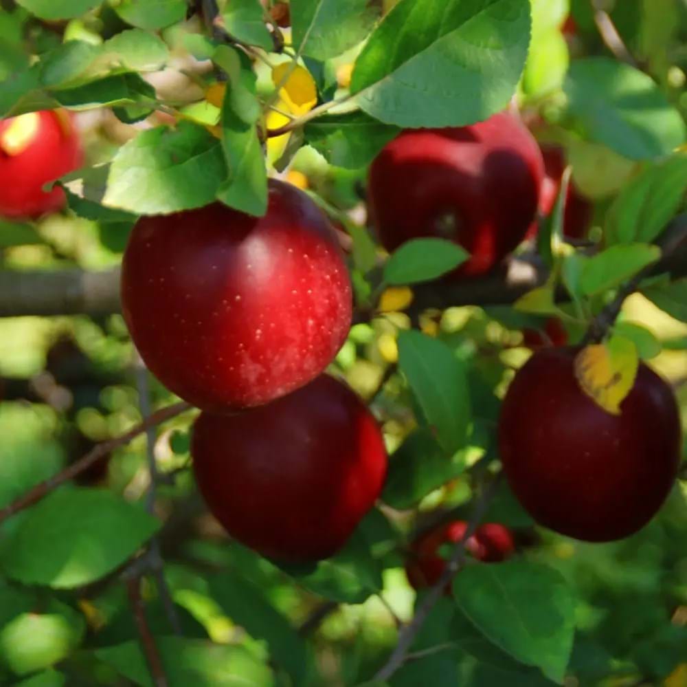 Agritourism | Travel Iowa