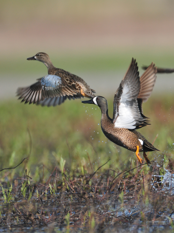 Early Fall Hunting in Iowa: Dove & Teal | Travel Iowa