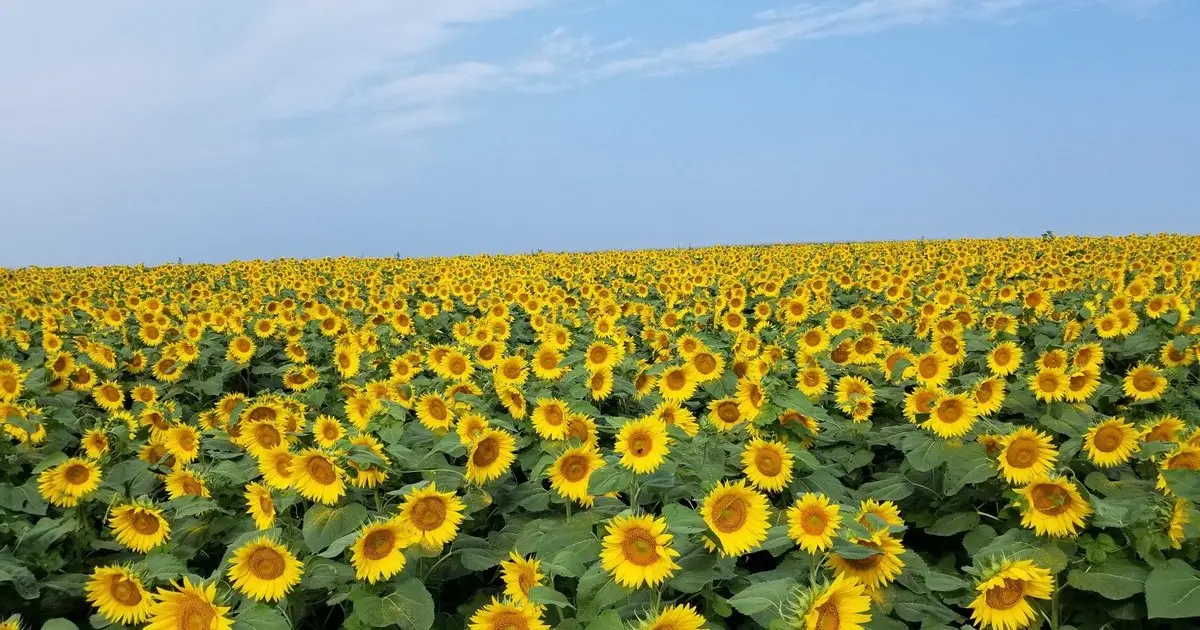 Pheasant Run Farm: Sea of Sunflowers | Travel Iowa