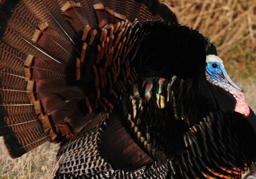 Spring Turkey Hunting | Travel Iowa