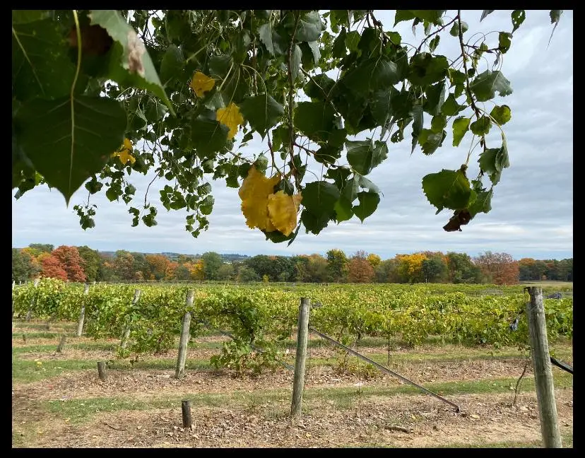 Explore Iowa Wineries with Fall Views | Iowa Wineries| Travel Iowa