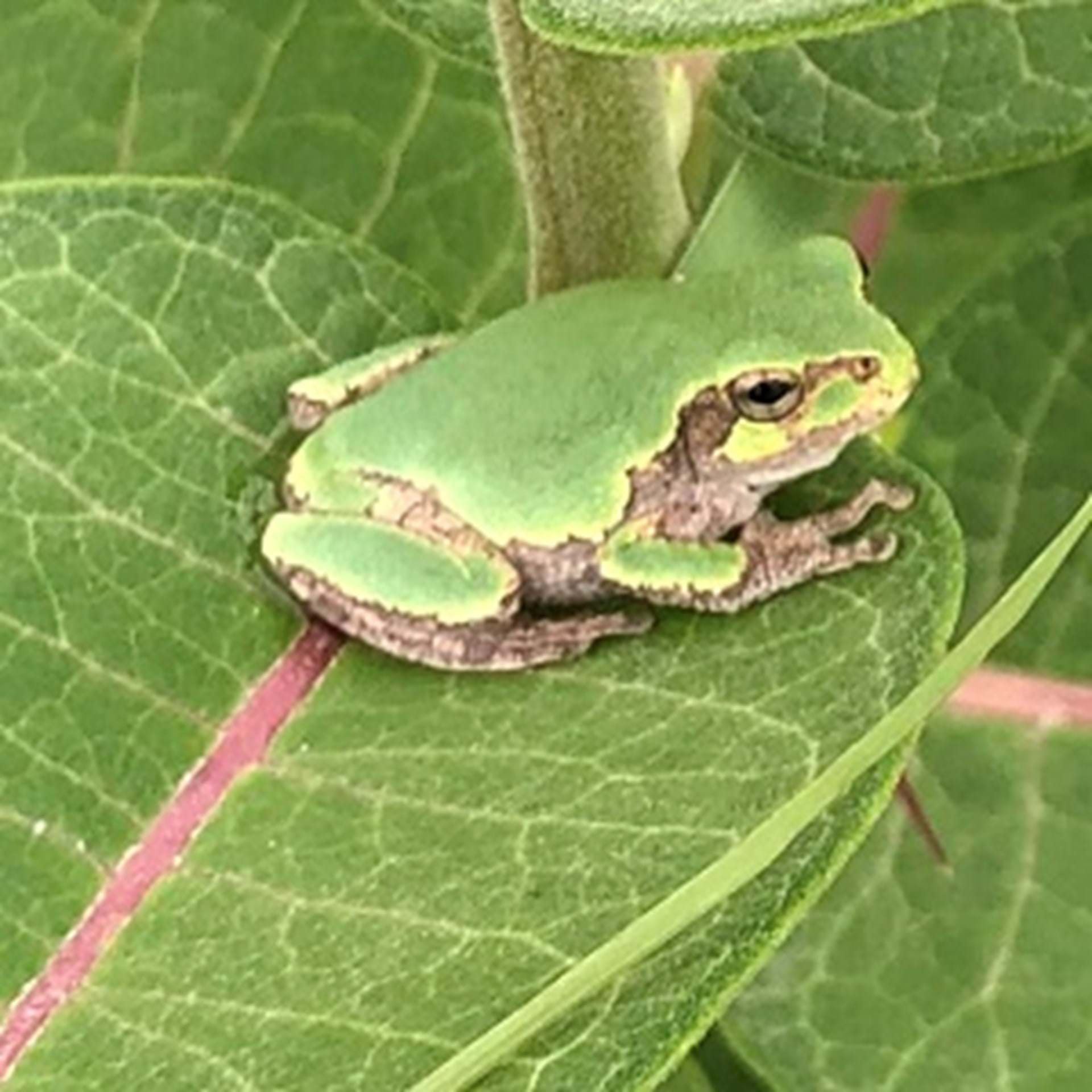 Wilson Prairie | Muscatine, Iowa | Travel Iowa