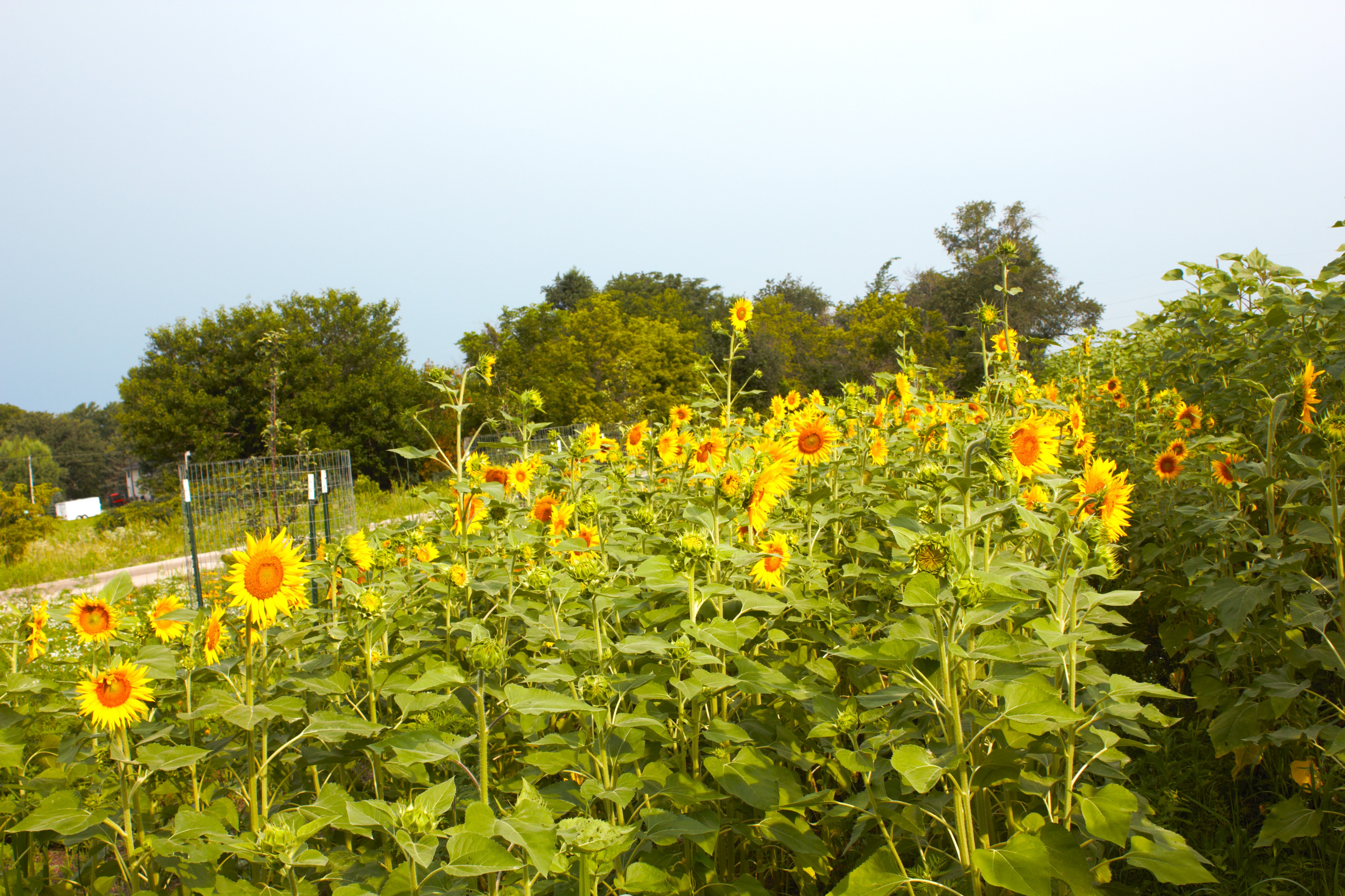 Rolling Prairie Trail | Clarksville, Iowa | Travel Iowa