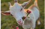 Walker Homestead Farm & Winery | Iowa City, Iowa | Travel Iowa