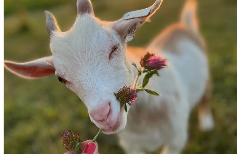 Walker Homestead Farm & Winery | Iowa City, Iowa | Travel Iowa
