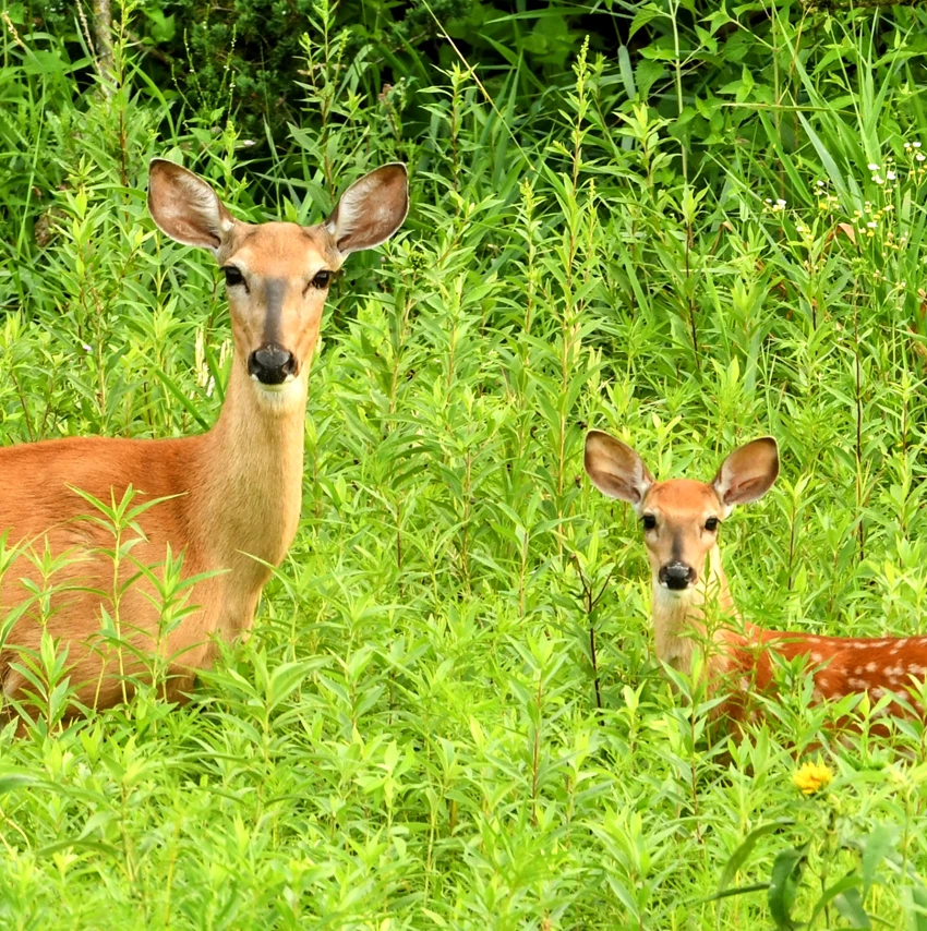 Green Valley State Park | Creston, Iowa | Travel Iowa