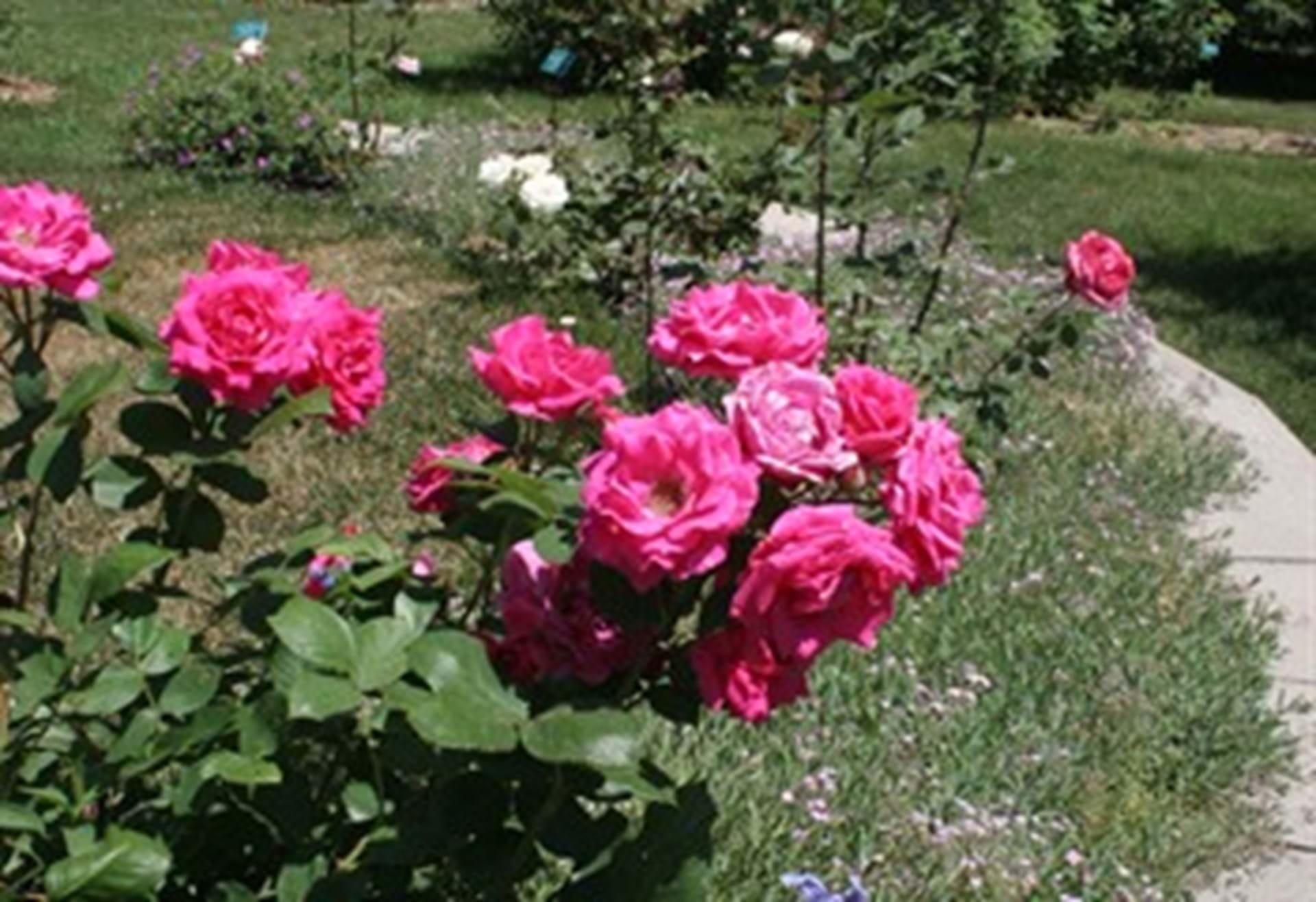 Heritage Rose Garden | Gray, Iowa | Travel Iowa