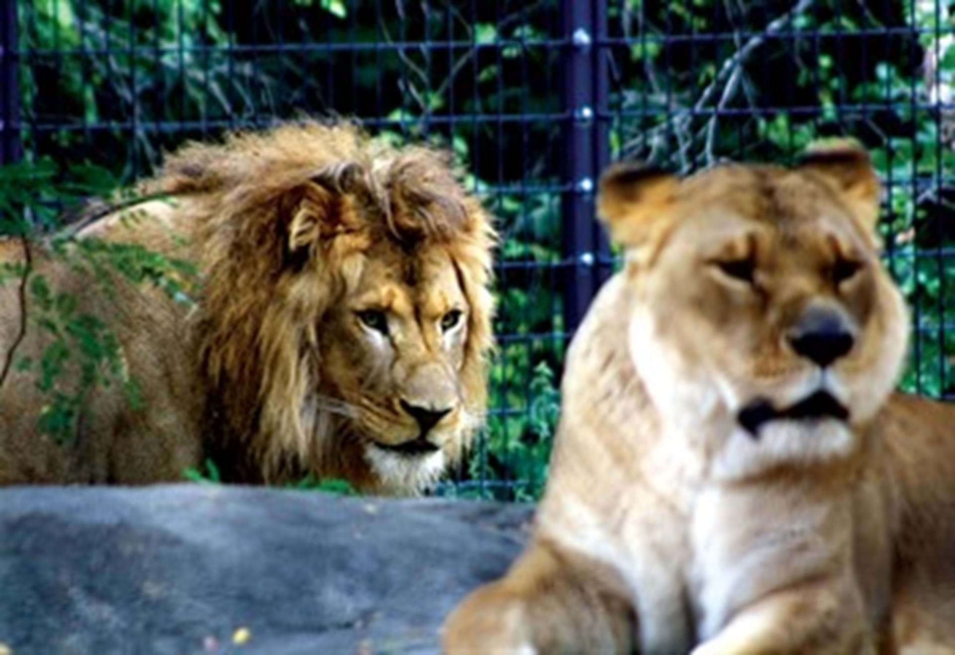 Blank Park Zoo | Des Moines, Iowa | Travel Iowa