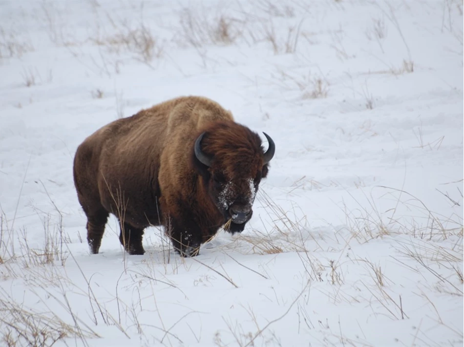 Neal Smith National Wildlife Refuge | Prairie City, Iowa | Travel Iowa