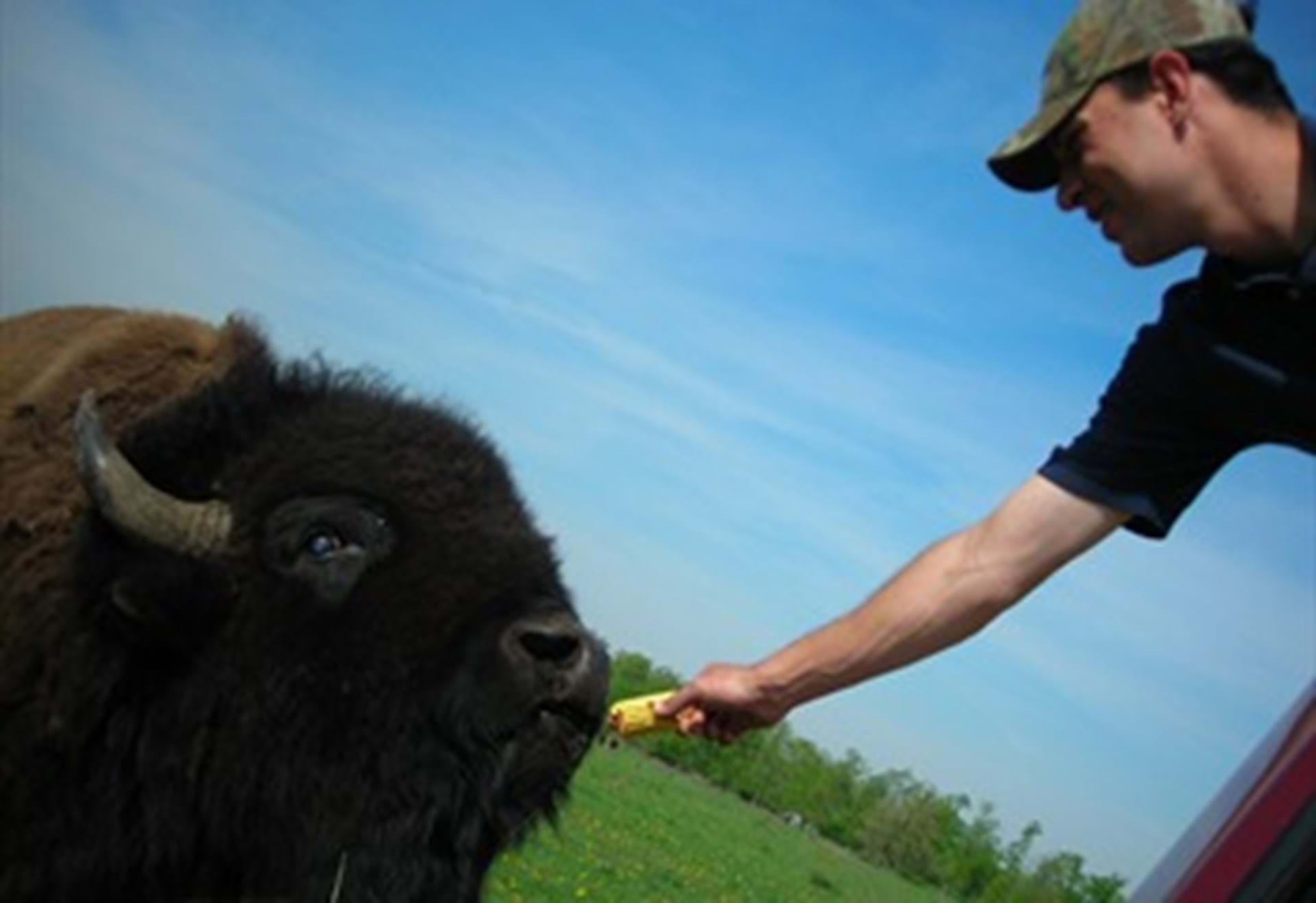 Hawkeye Buffalo & Cattle Ranch | Fredericksburg, Iowa | Travel Iowa