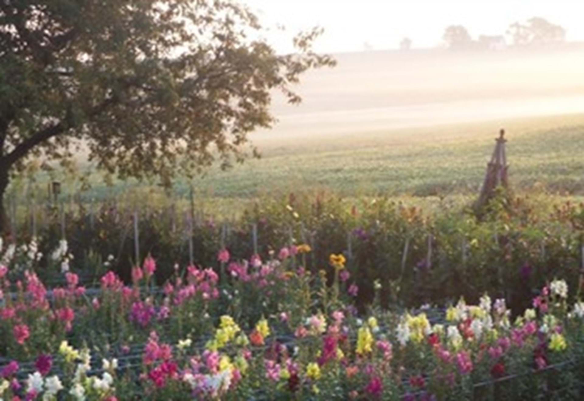 Miss Effie's Country Flowers and Garden Stuff | Donahue, Iowa | Travel Iowa