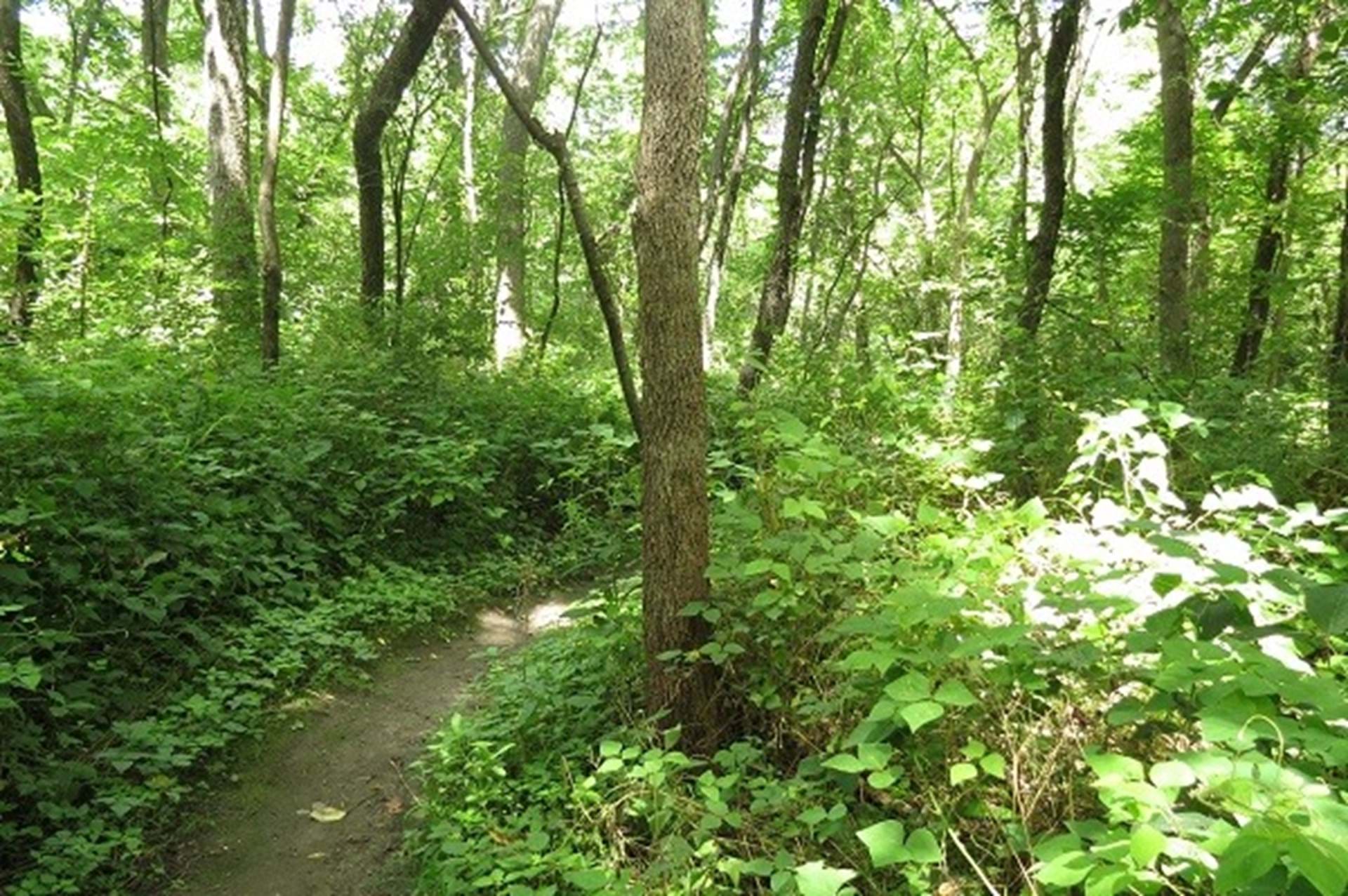 Wanatee Park | Marion, Iowa | Travel Iowa