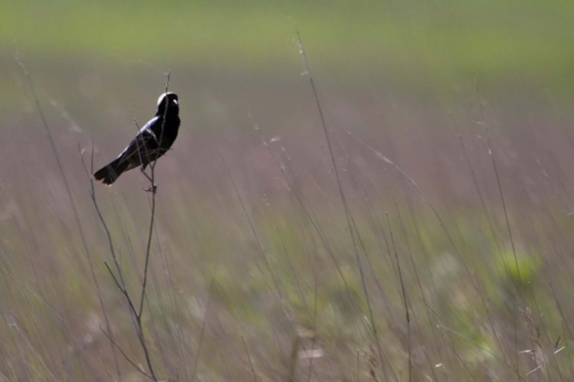 Judd Wildlife Area | Milford, Iowa | Travel Iowa