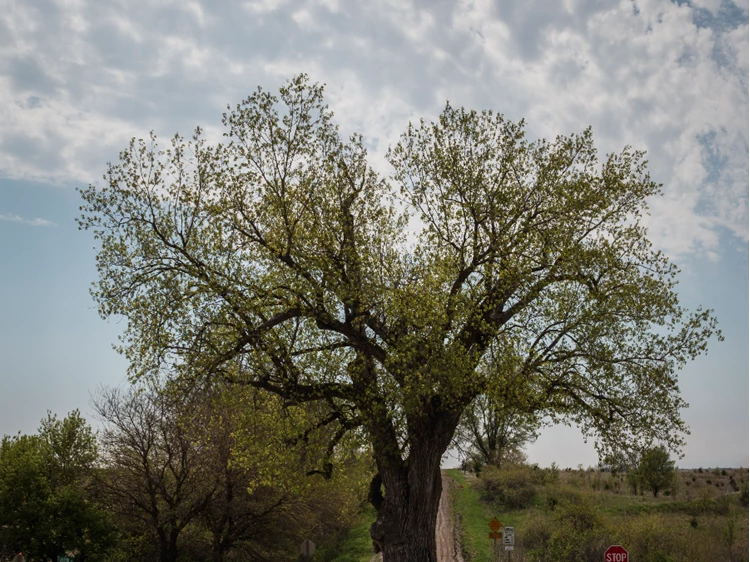 Tree in the Middle of the Road | Brayton, Iowa | Travel Iowa