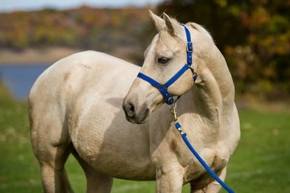 Jester Park Equestrian Center | Granger, Iowa | Travel Iowa