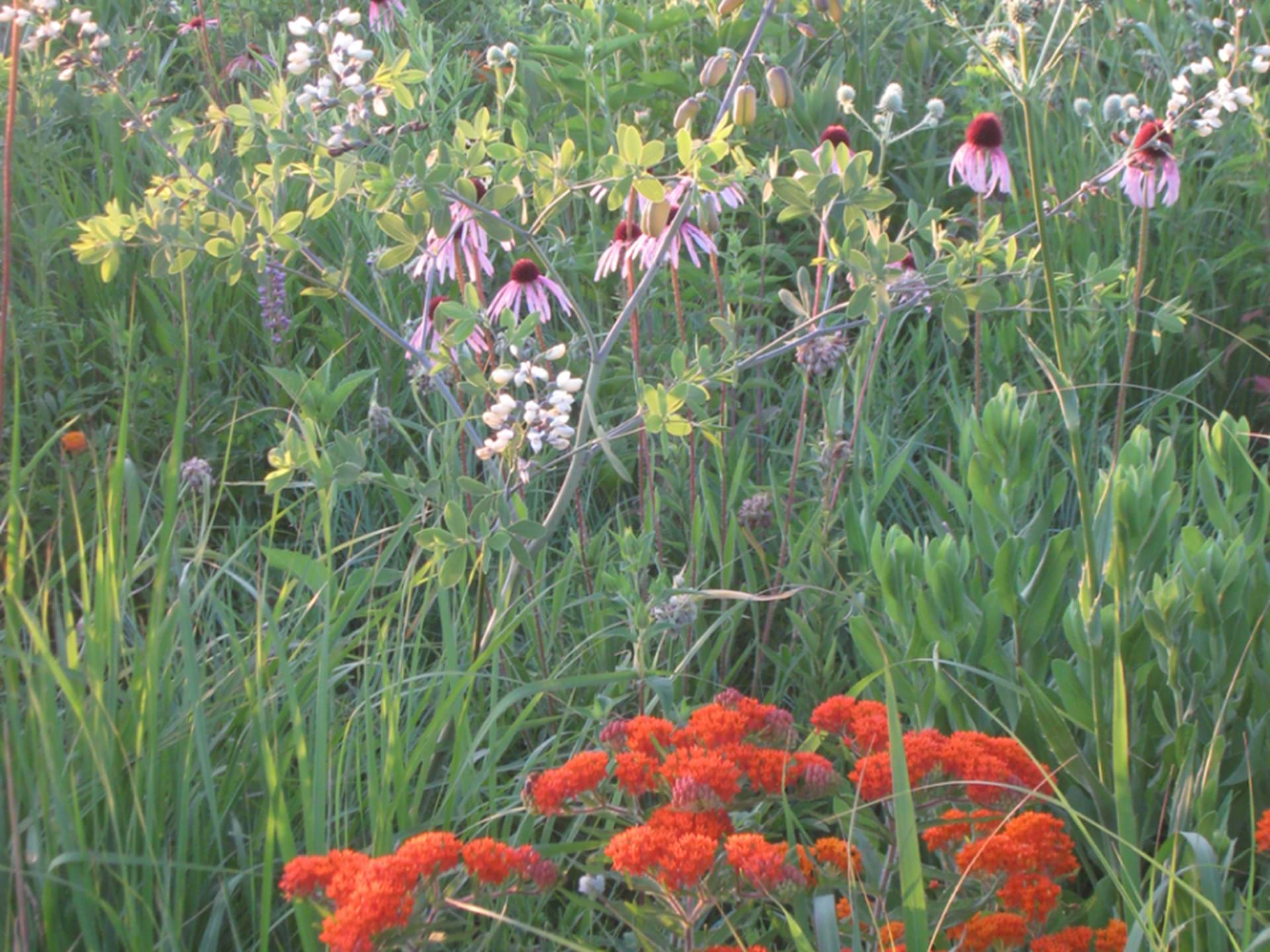 Decorah Community Prairie & Butterfly Garden | Decorah, Iowa | Travel Iowa